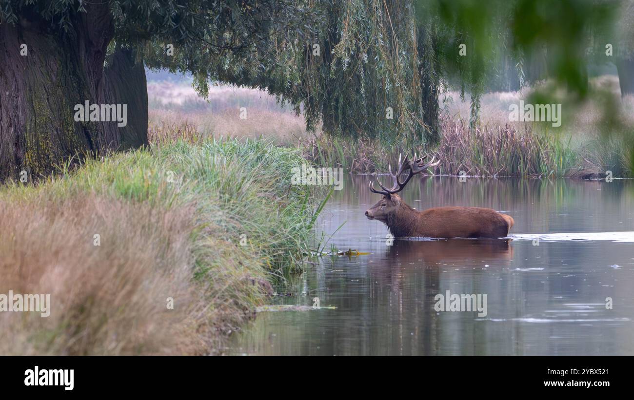 Water stag hi-res stock photography and images - Alamy