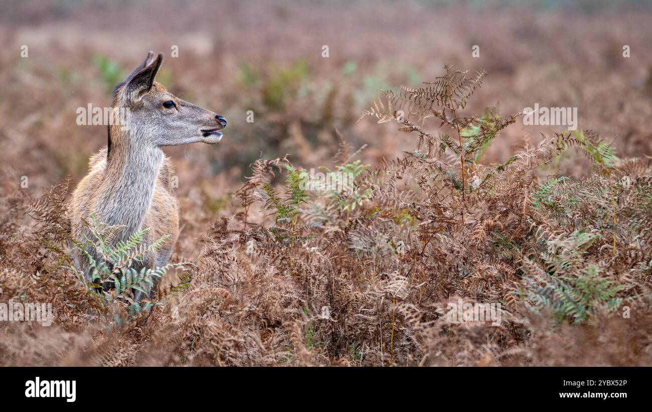 Female red deer hi-res stock photography and images - Alamy