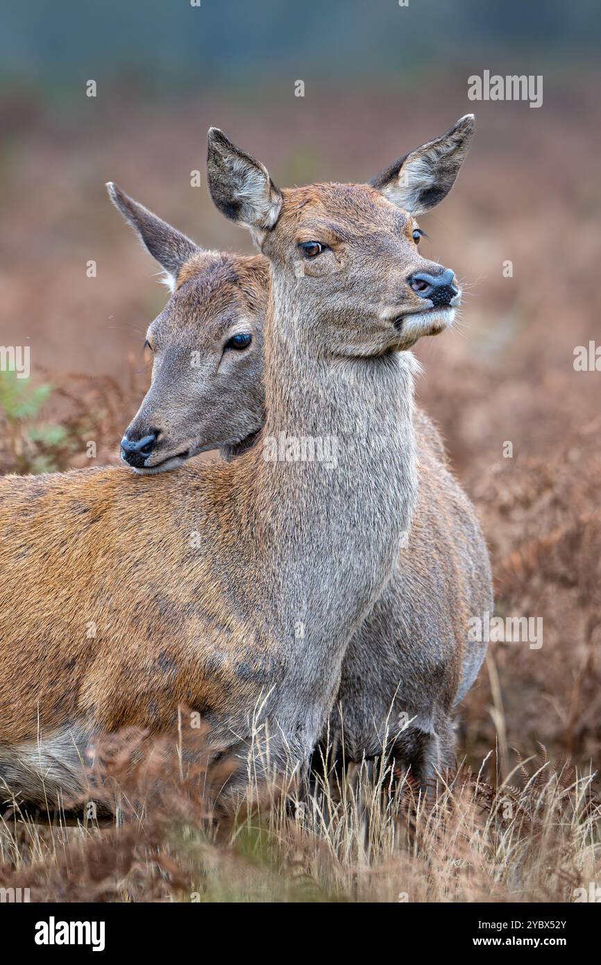 Two fawn deer grass hi-res stock photography and images - Alamy