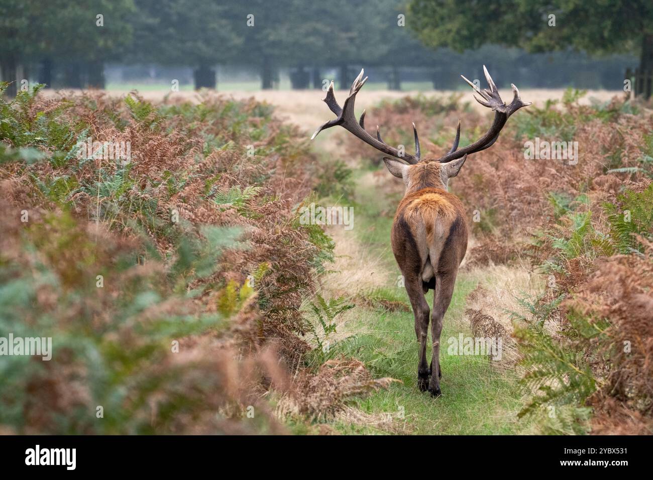 Majestic Red Deer Stag with Antlers, Bushy Park, London Stock Photo - Alamy