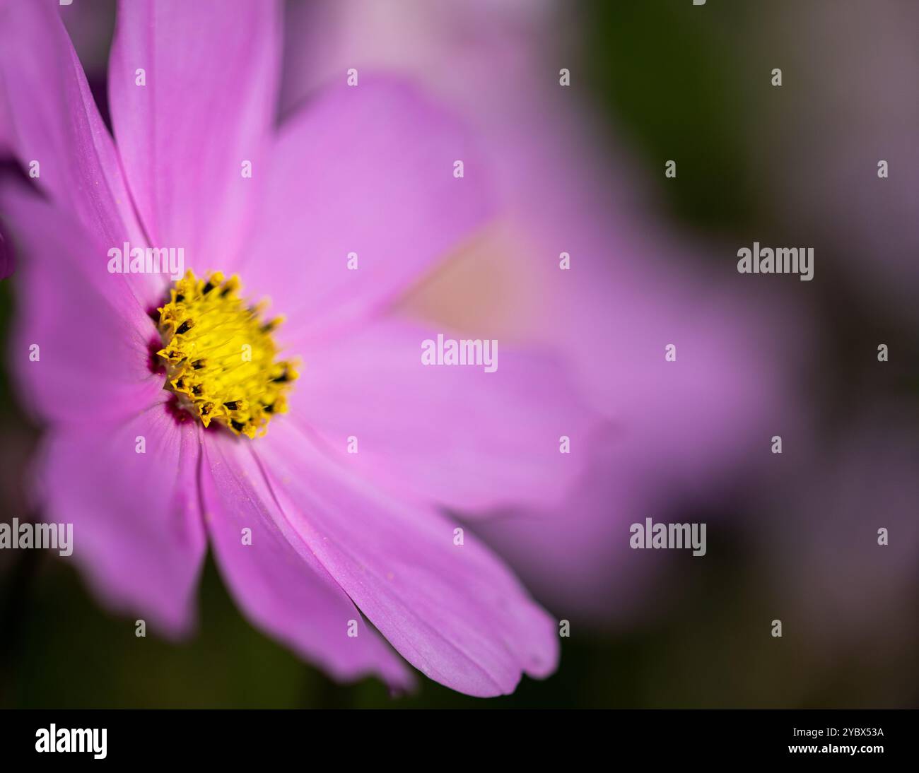 Landscape beautiful cosmos flower blooming hi-res stock photography and ...