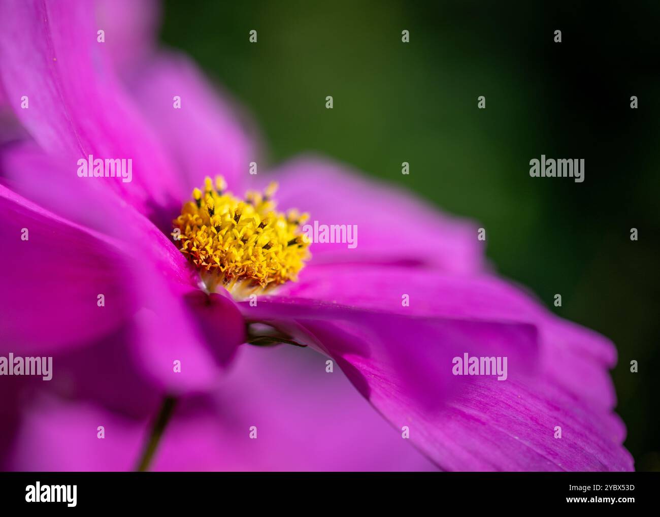 Cosmos flower illustration hi-res stock photography and images - Alamy
