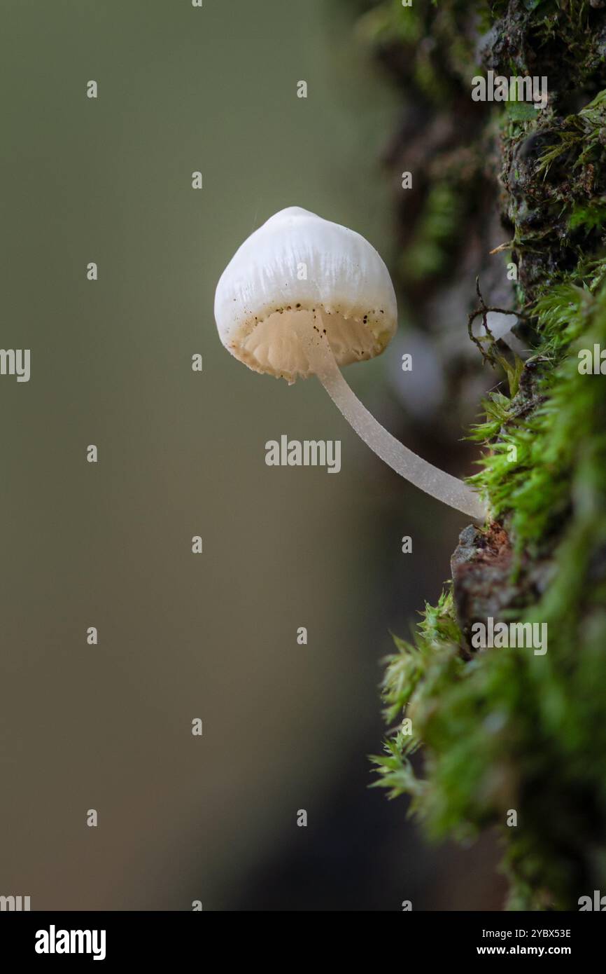 Tiny Mycena Fungus Growing from Tree Trunk, Close Up Stock Photo - Alamy