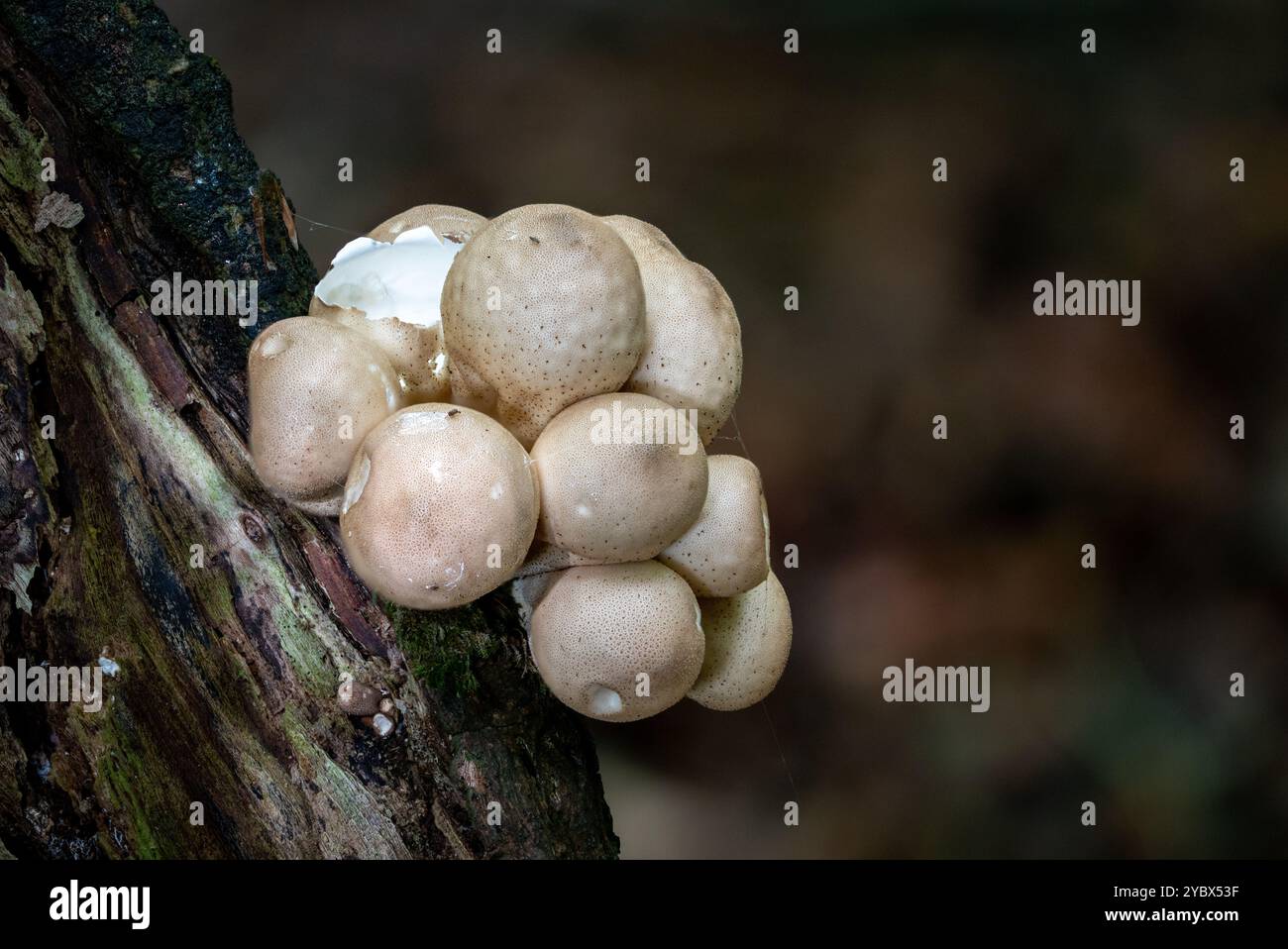 Stump Puffball - Lycoperdon pyriforme - Growing on Dead Tree Stock ...
