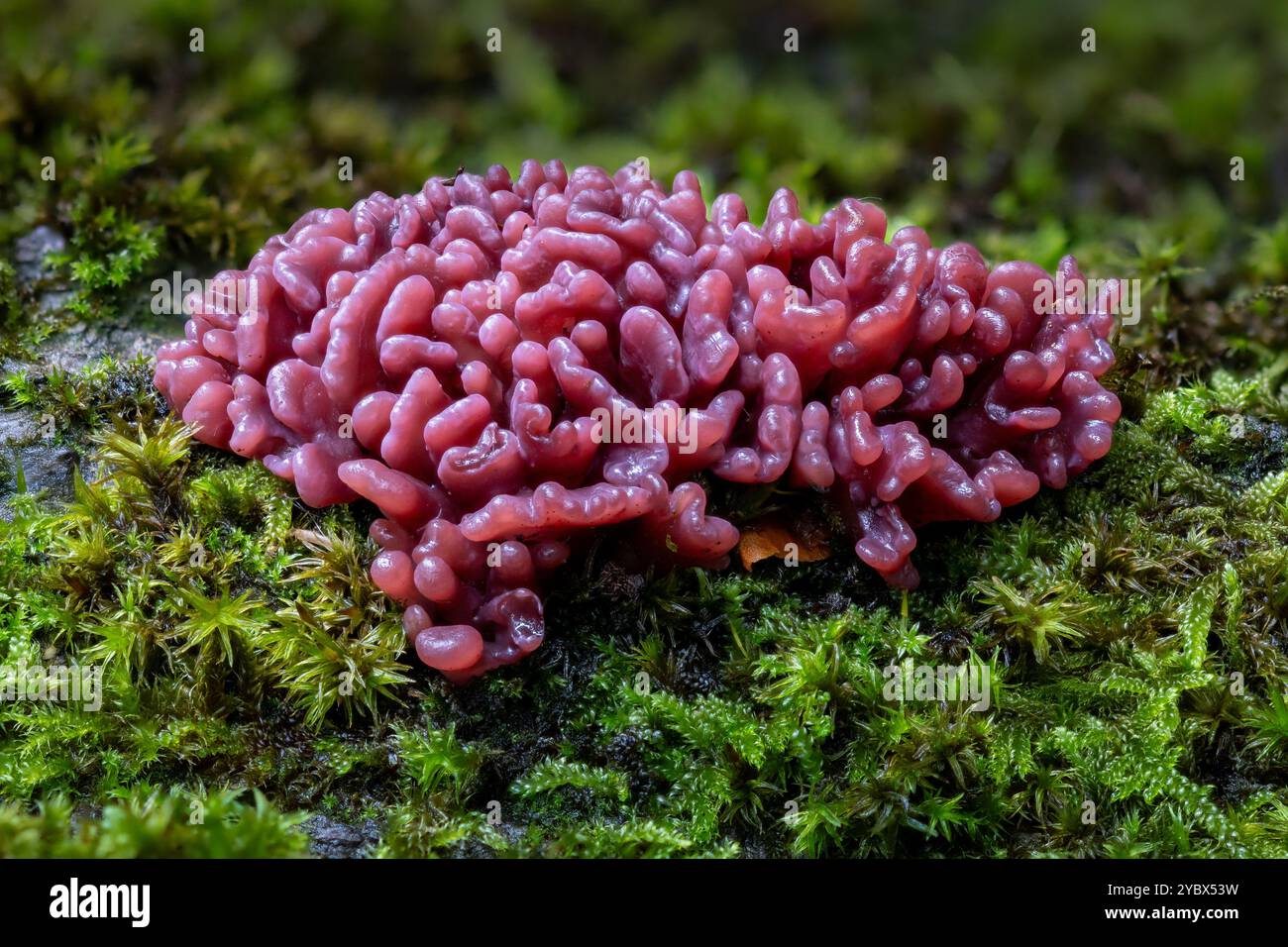 Brain rot hi-res stock photography and images - Alamy