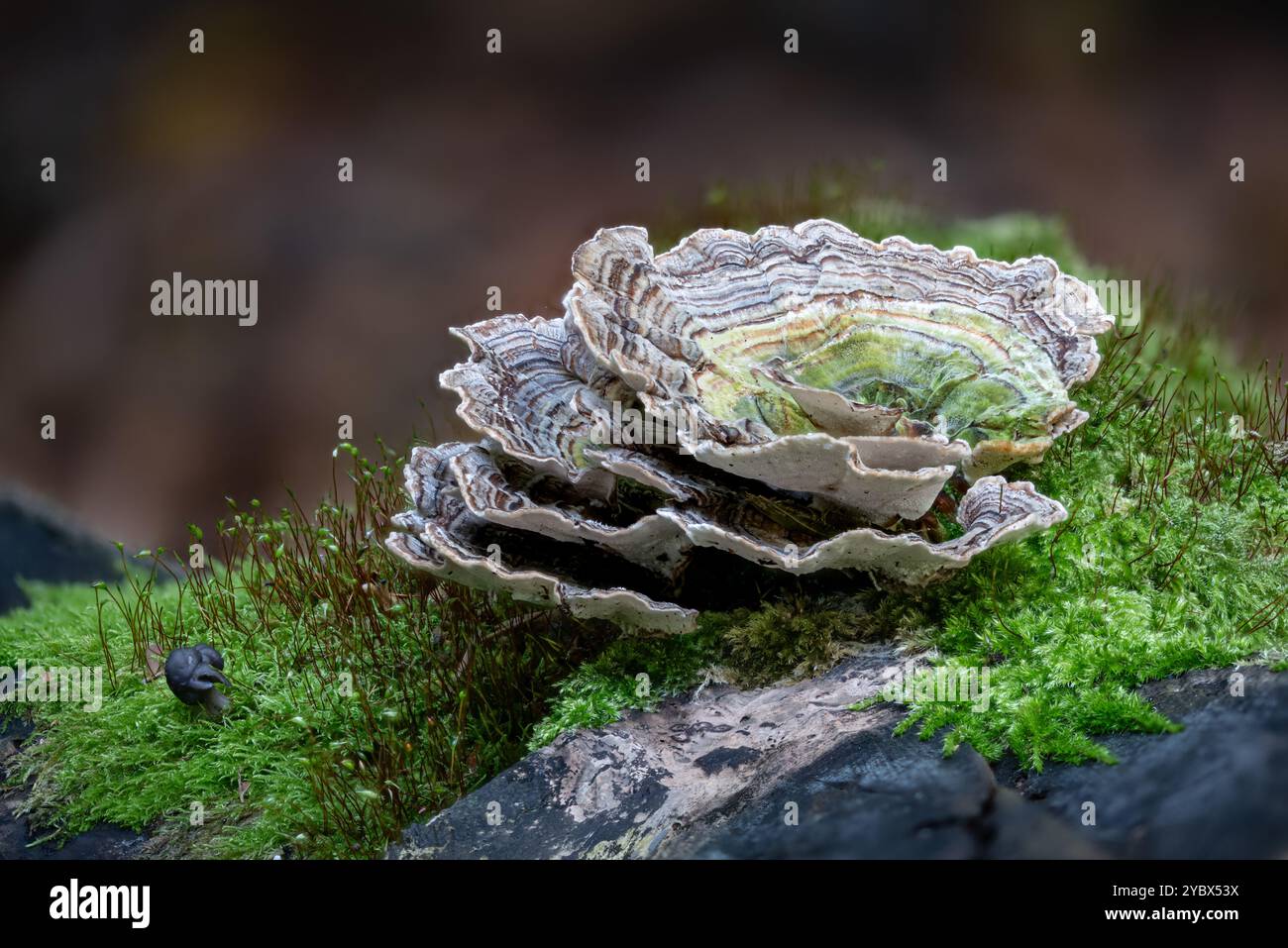 Turkey tail fungi hi-res stock photography and images - Alamy