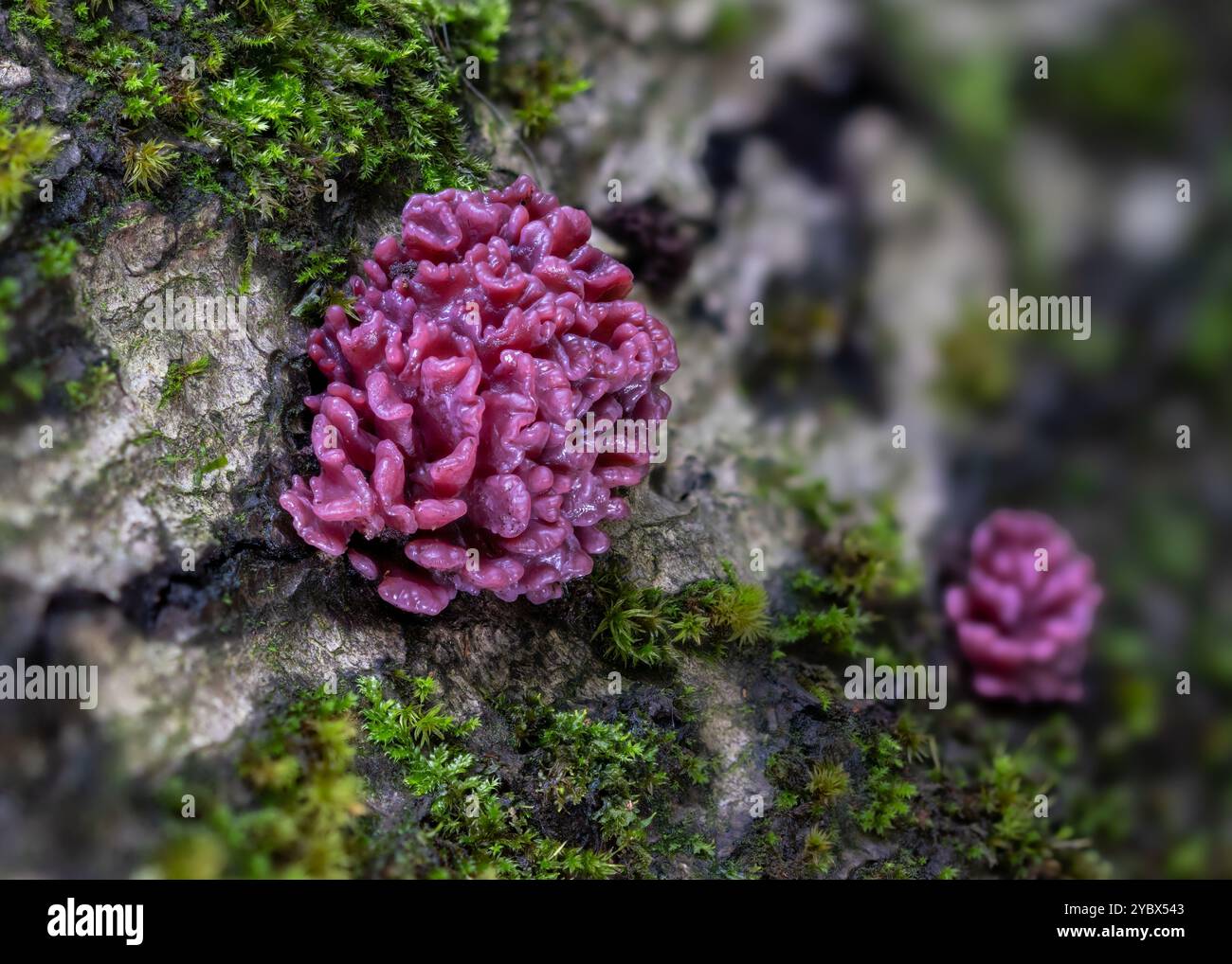 Brain rot hi-res stock photography and images - Alamy