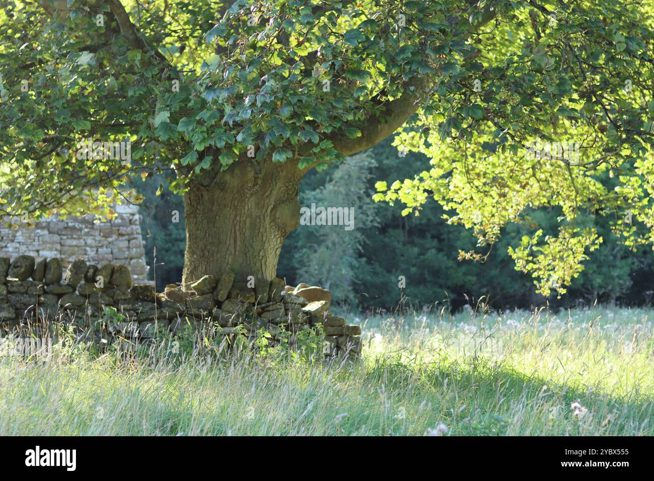 Ancient sycamore tree in a countryside meadow next to a dry stone wall ...