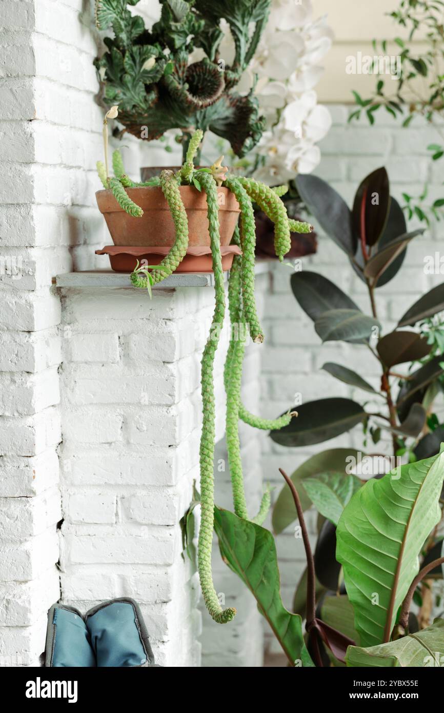 Distinctive elongated stems hi-res stock photography and images - Alamy