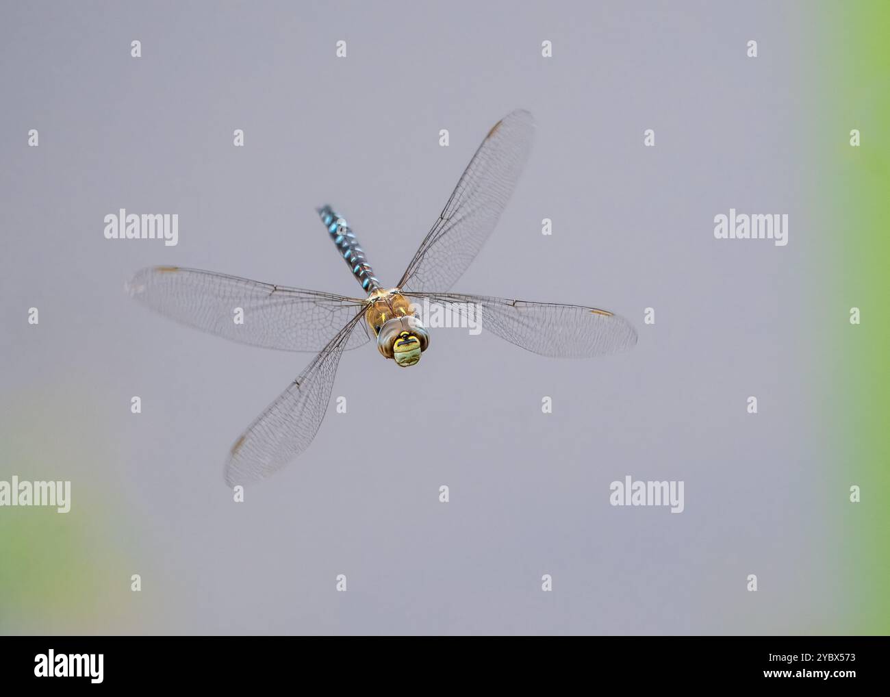 Anisoptera water hi-res stock photography and images - Alamy