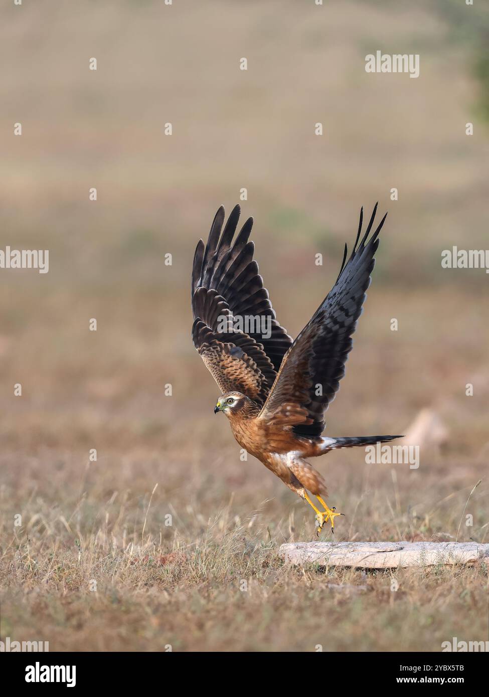 Pallid harrier hi-res stock photography and images - Alamy