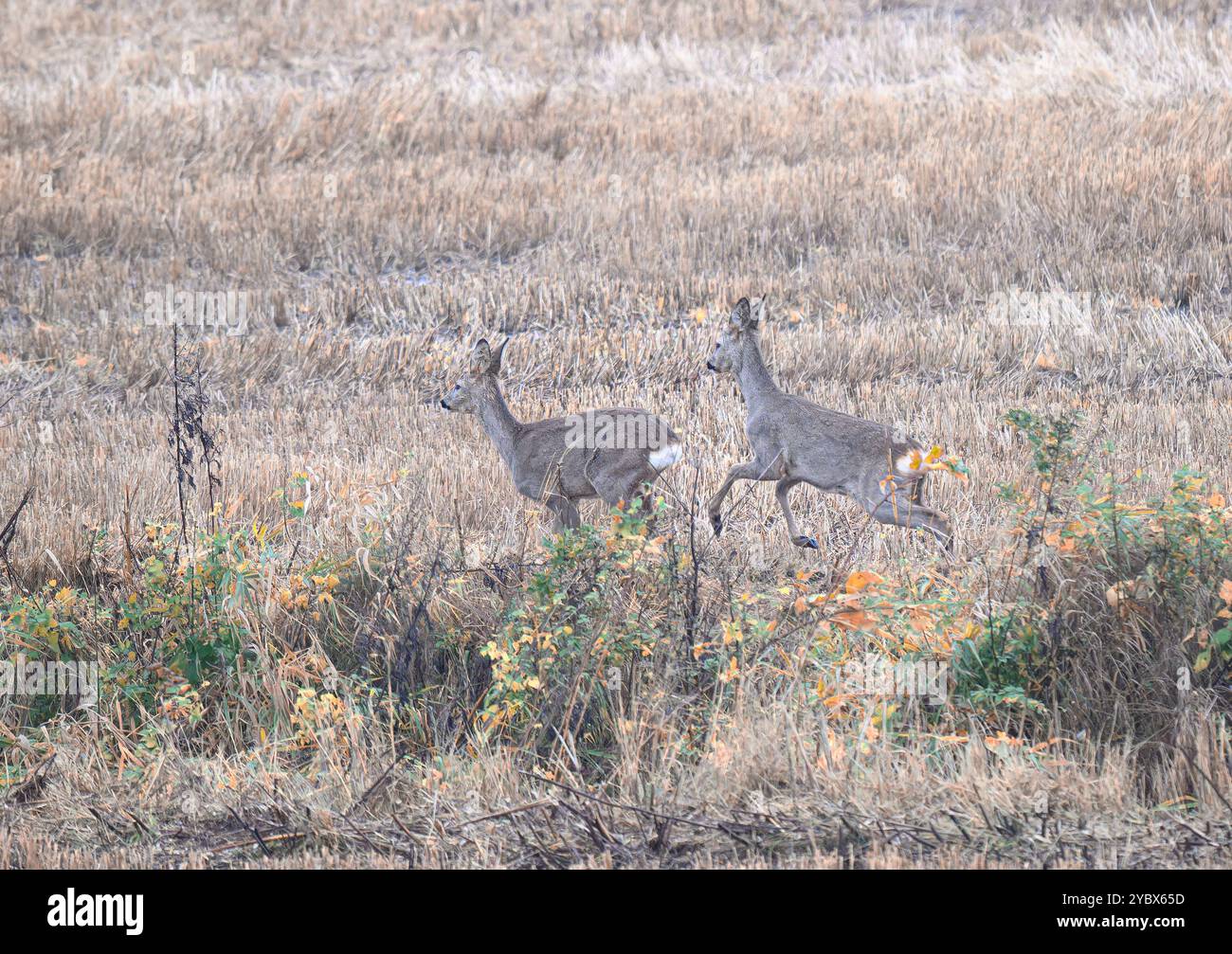 Two deers running on the agricultural field Stock Photo - Alamy