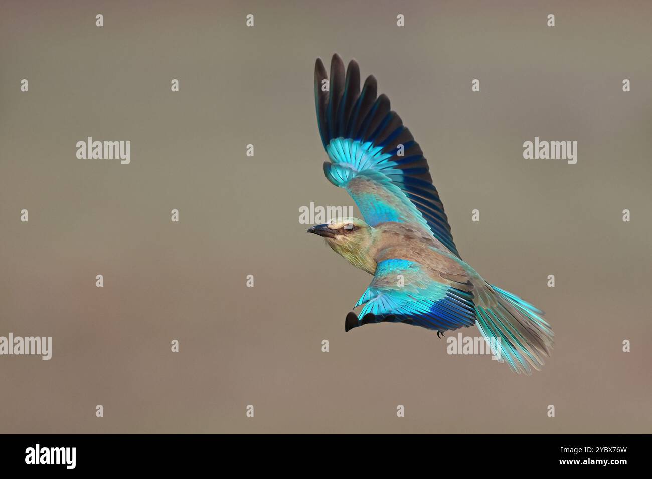 European Roller - A beautiful and colorful bird, migrate to Indian ...
