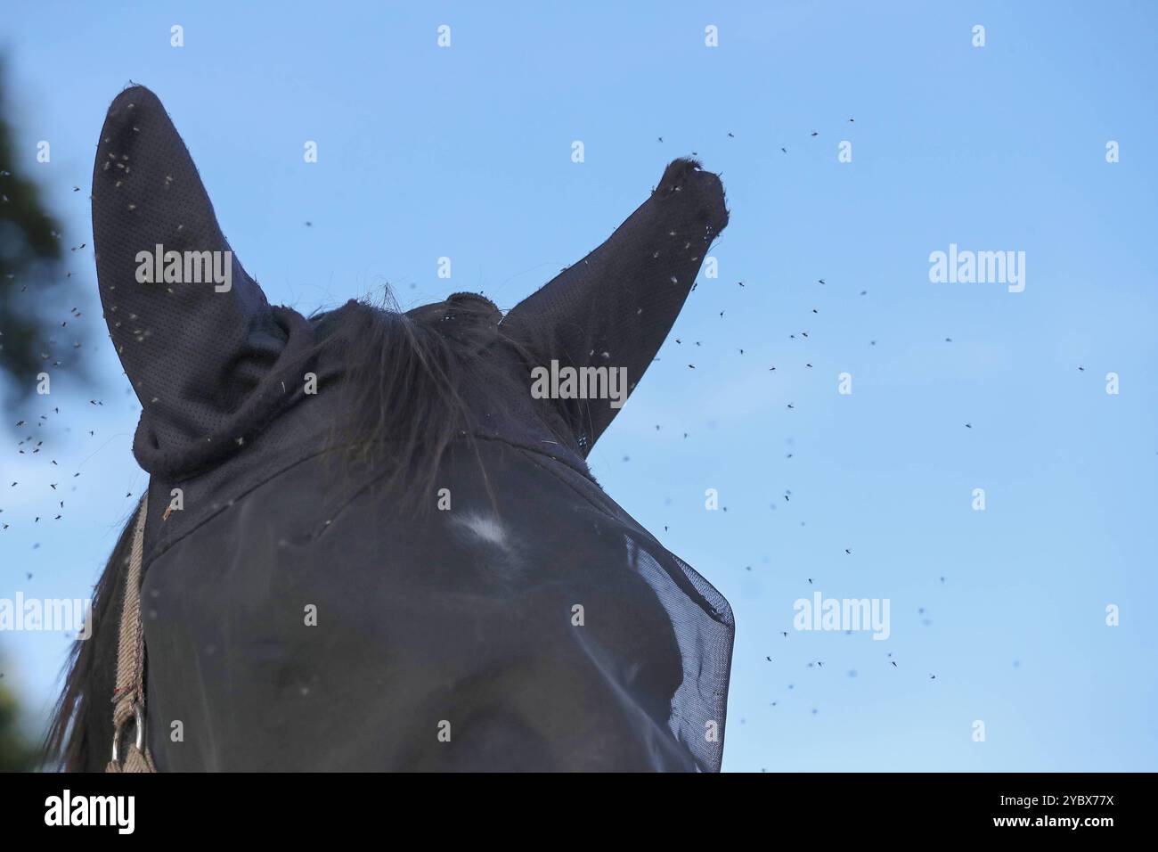 Sammelt insekten hi-res stock photography and images - Alamy