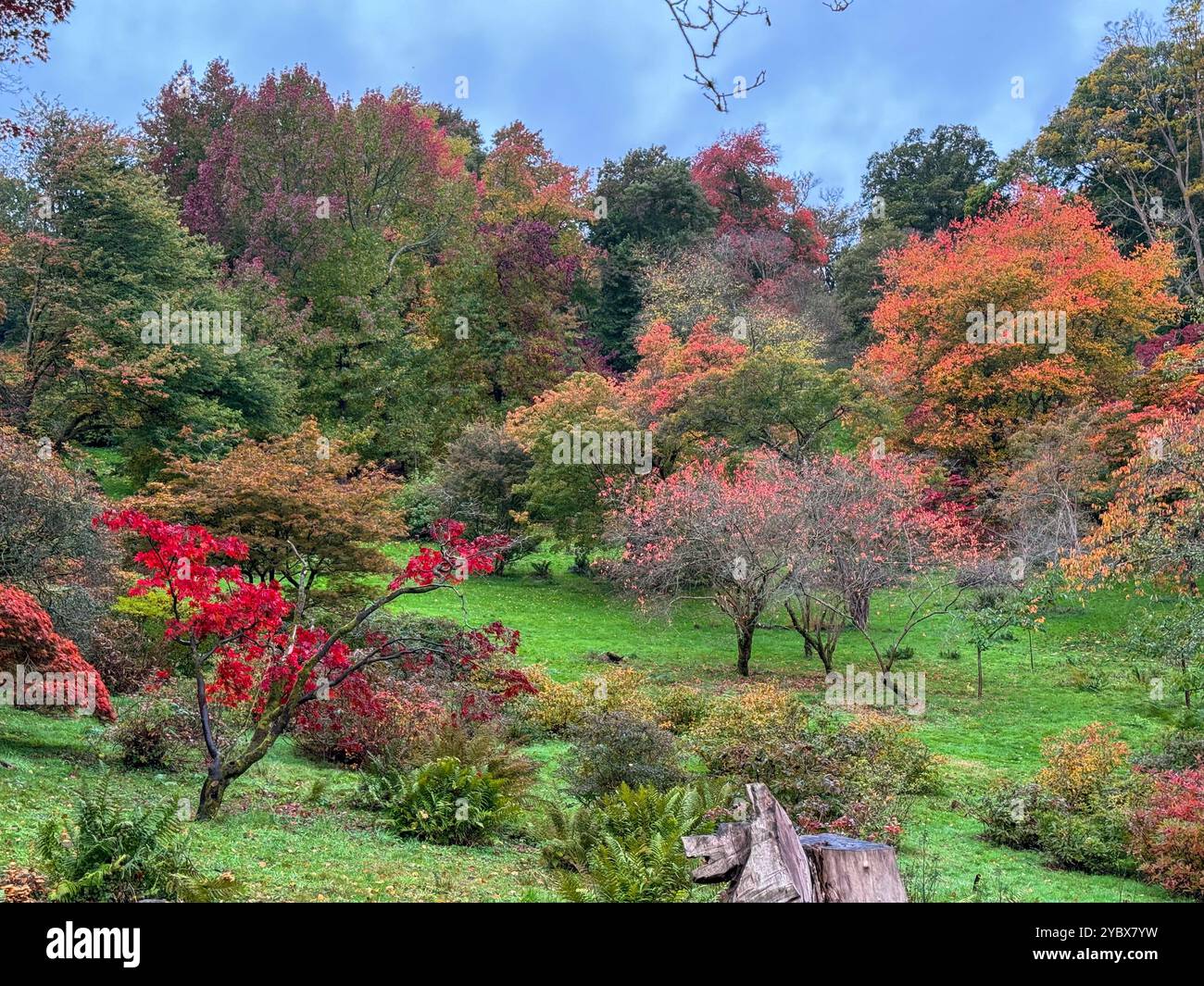 Winkworth Arboretum, Godalming. 20th October 2024. A cloudy start to ...