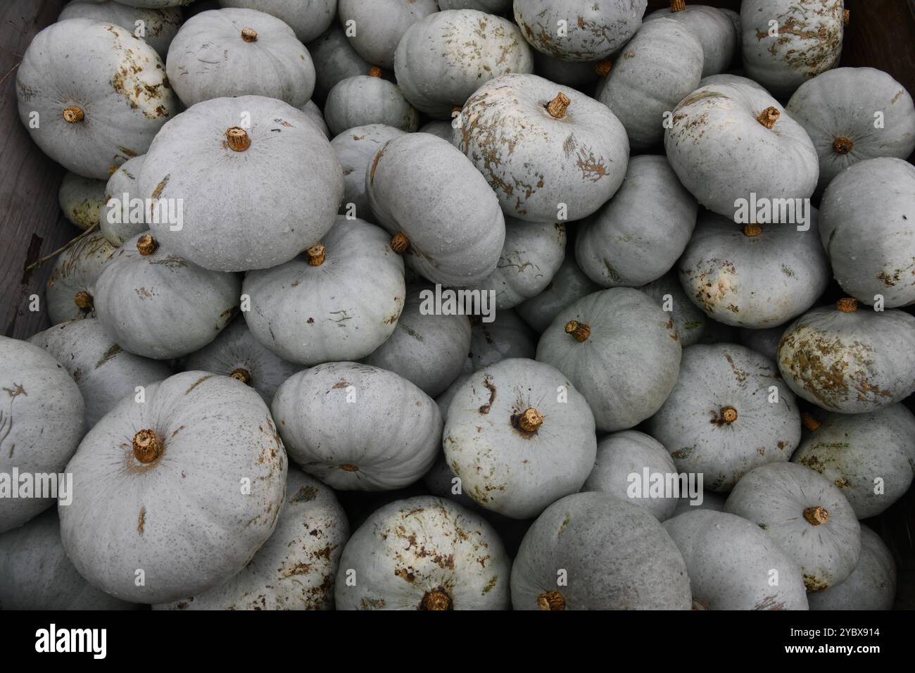 Perfect grey pumpkins hi-res stock photography and images - Alamy