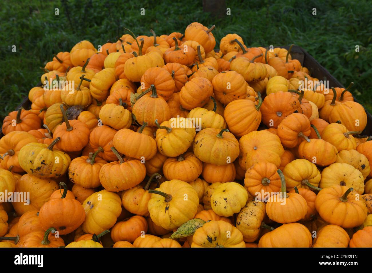 Jack and jill squashes hi-res stock photography and images - Alamy