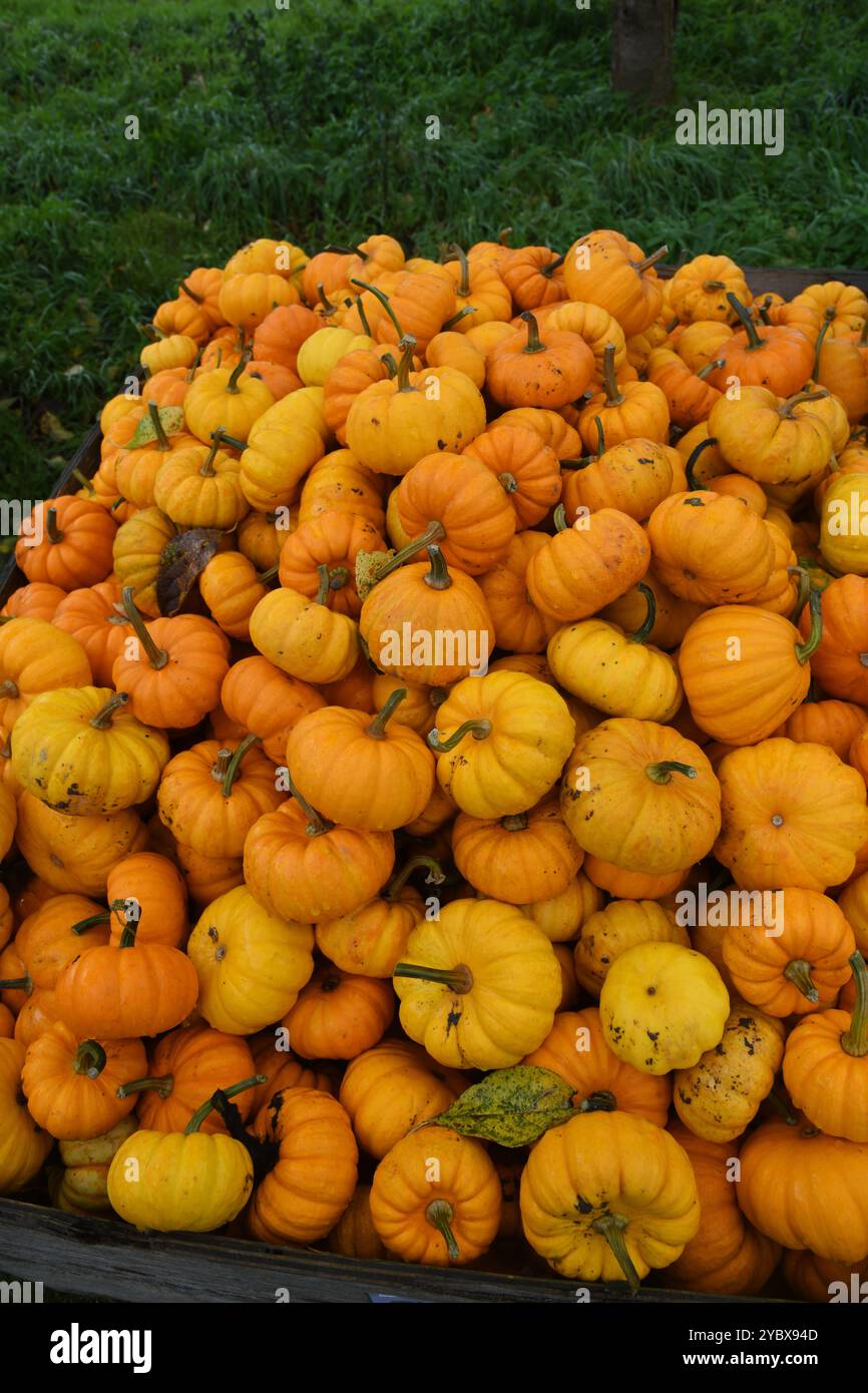 Jack and jill be little pumpkins hi-res stock photography and images ...