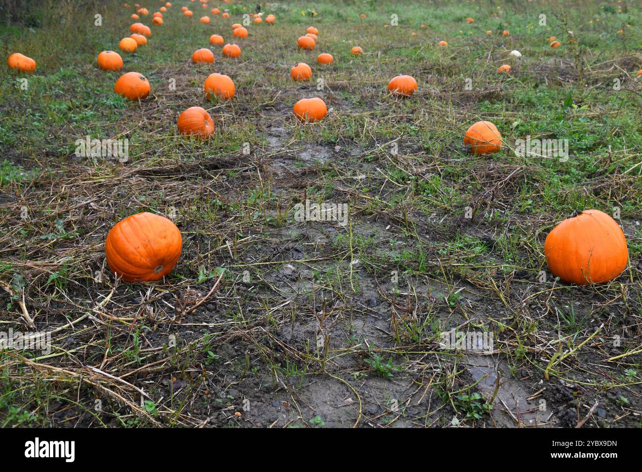 Open pumpkin field hi-res stock photography and images - Alamy