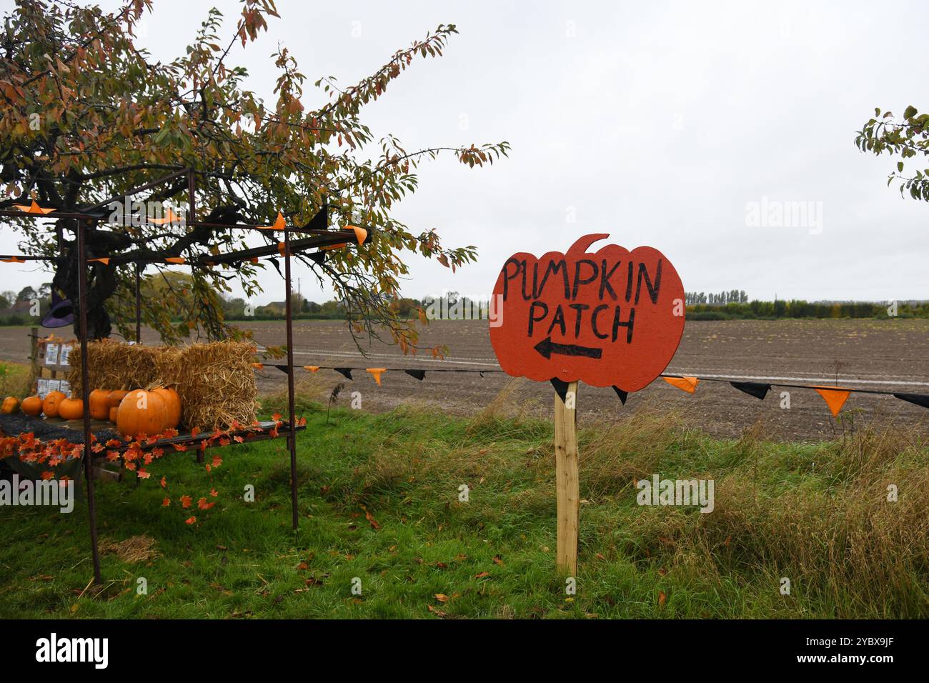 Finding your pumpkin hi-res stock photography and images - Alamy