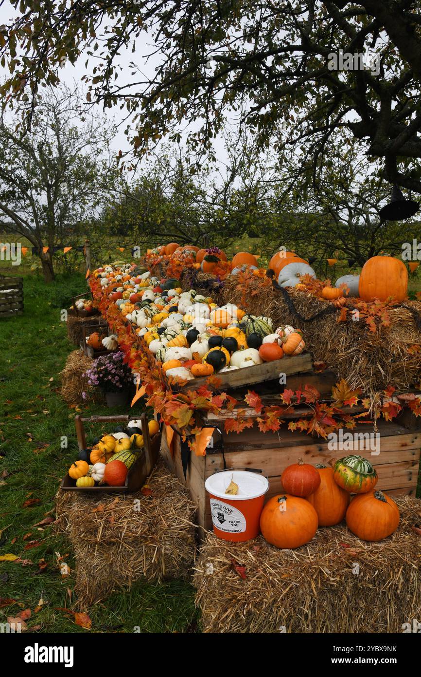 Finding your pumpkin hi-res stock photography and images - Alamy
