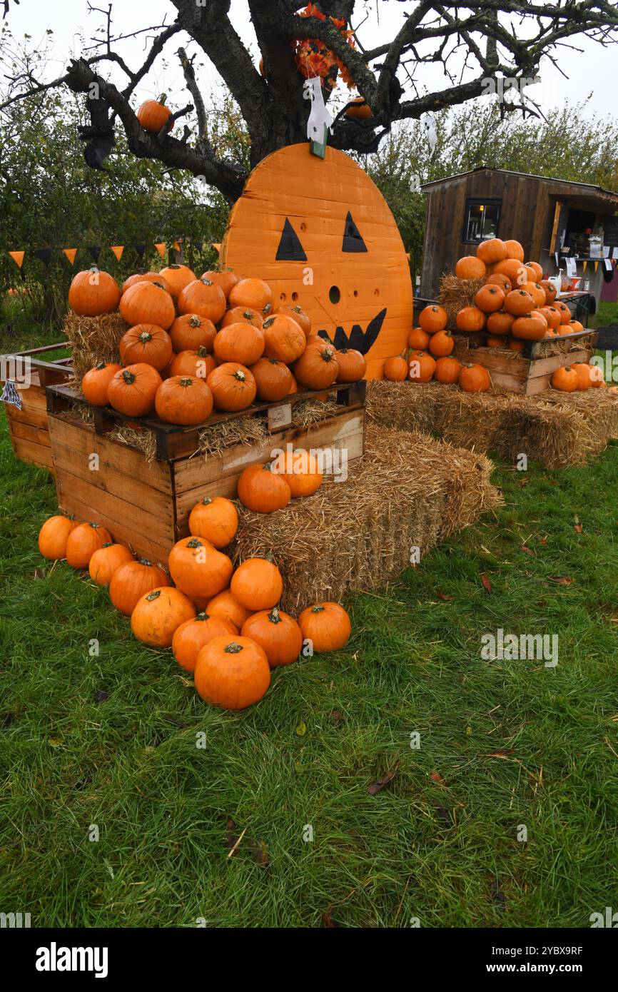 Halloween pumpkins display Stock Photo - Alamy