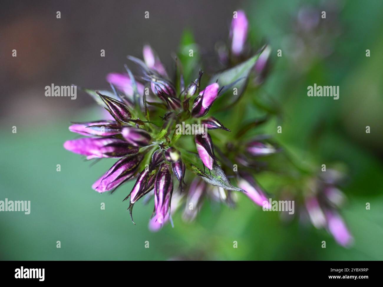 Phlox Paniculata Purple Flame Stock Photo - Alamy