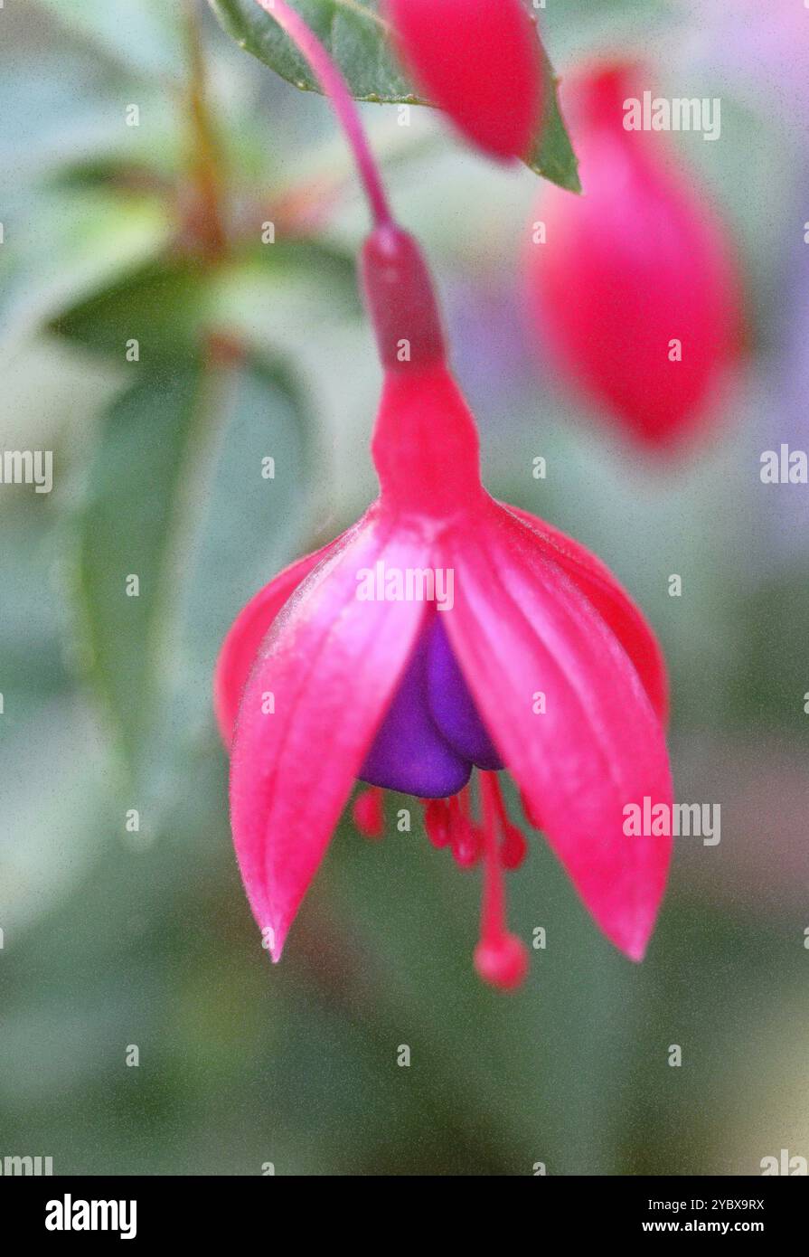 Trailing fuchsia hi-res stock photography and images - Alamy