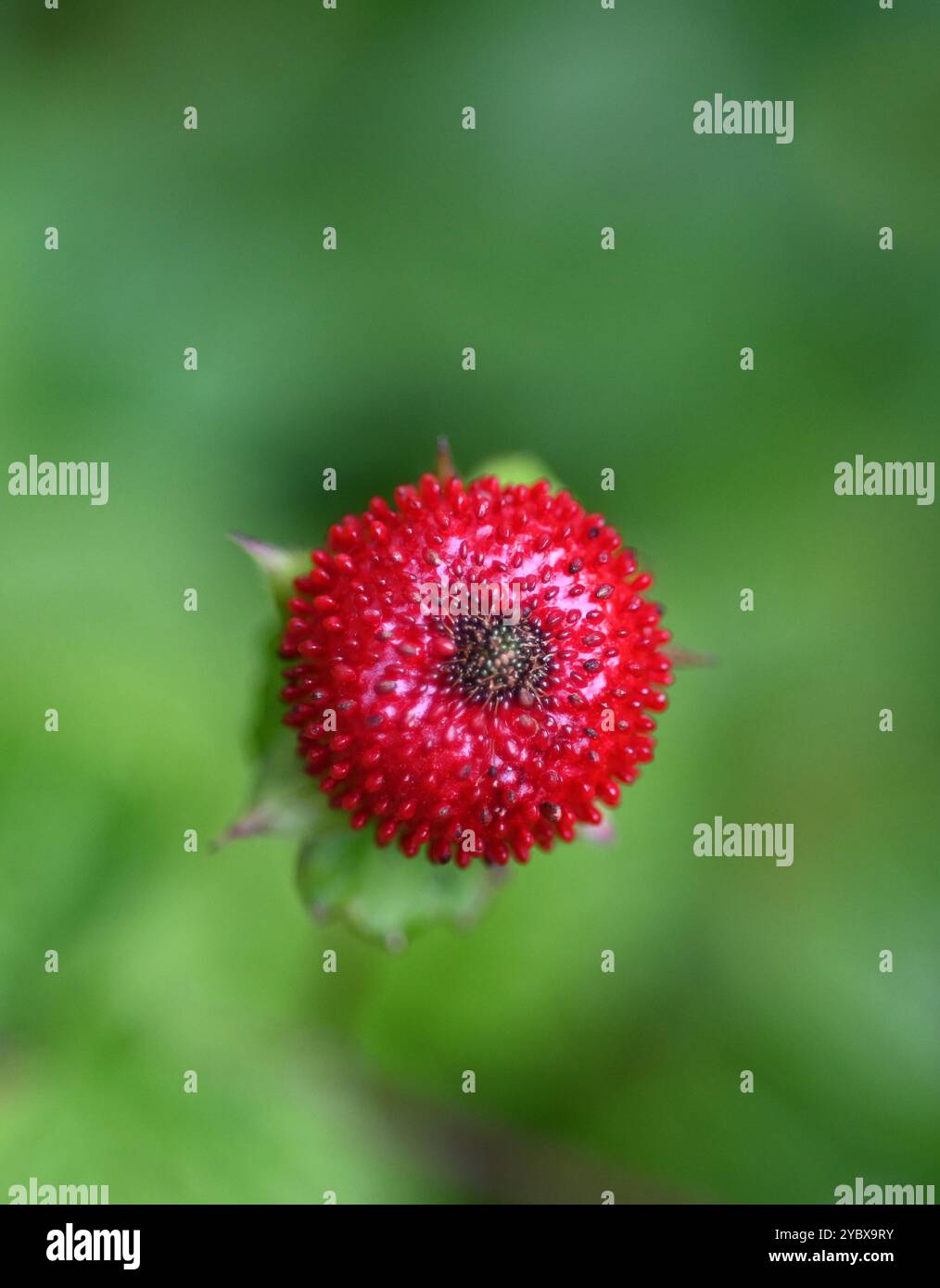 wild strawberry, fragaria vesca Stock Photo - Alamy