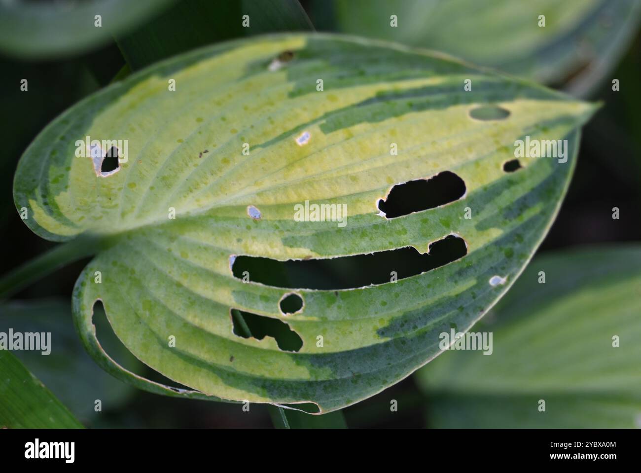 slug eaten hosta leaves Stock Photo - Alamy