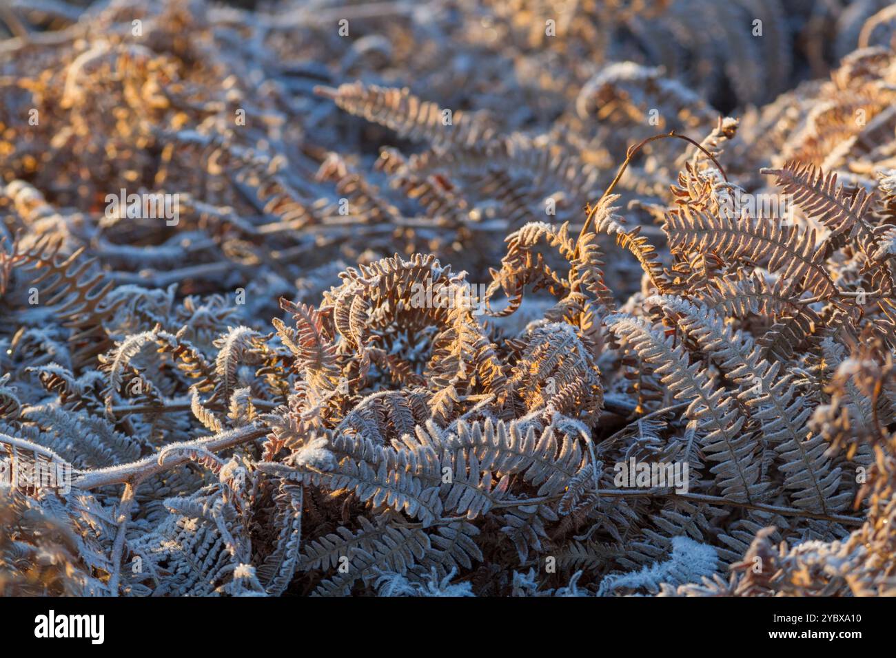 Frost covered old growth bracken (Pteridium aquilinum) showing textures ...