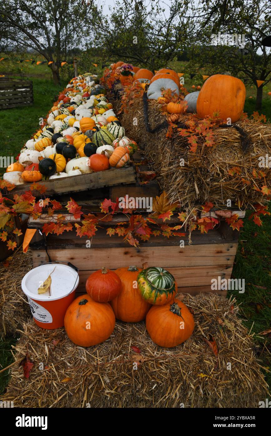 Finding your pumpkin hi-res stock photography and images - Alamy