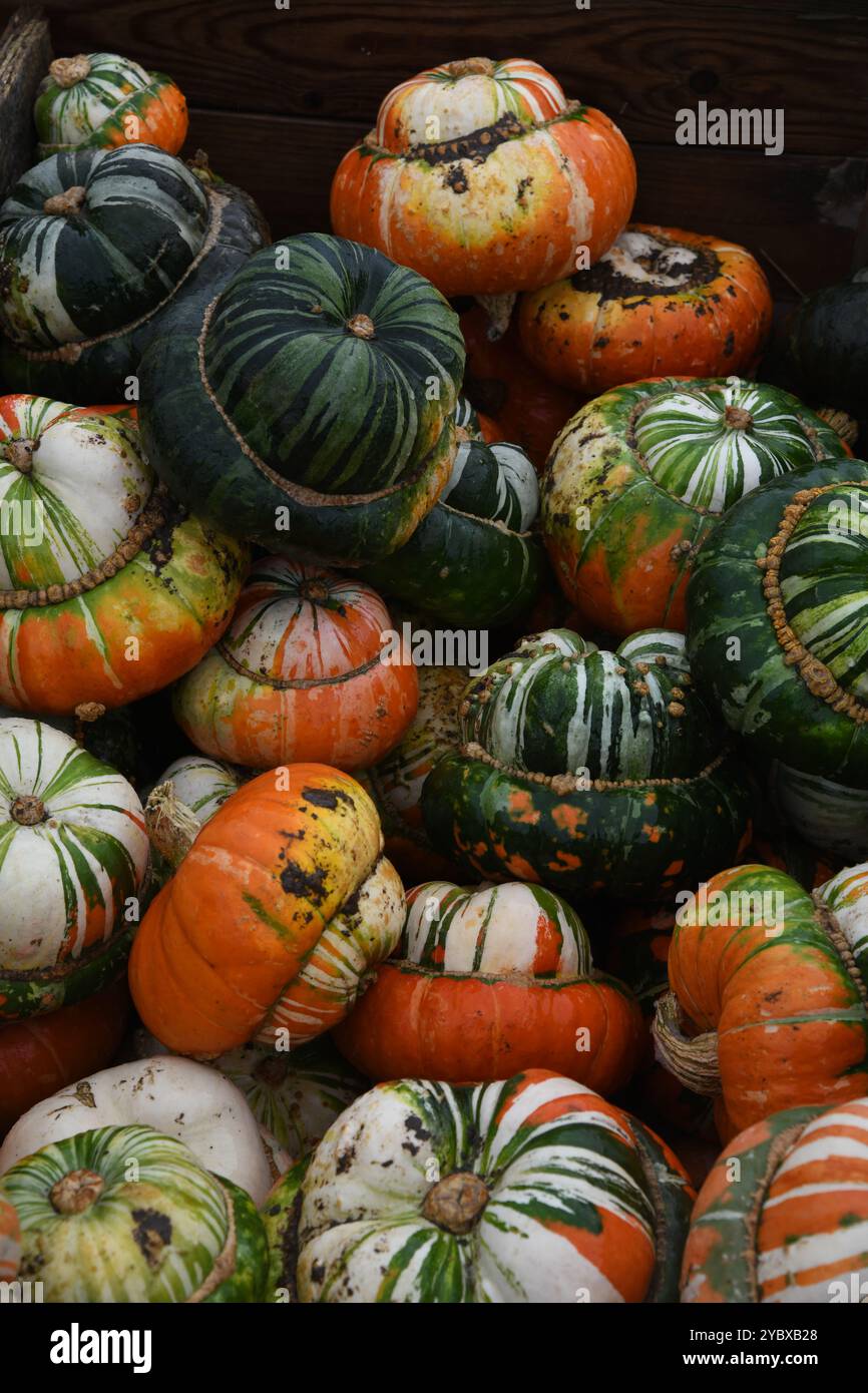Turks turban squashes Stock Photo - Alamy