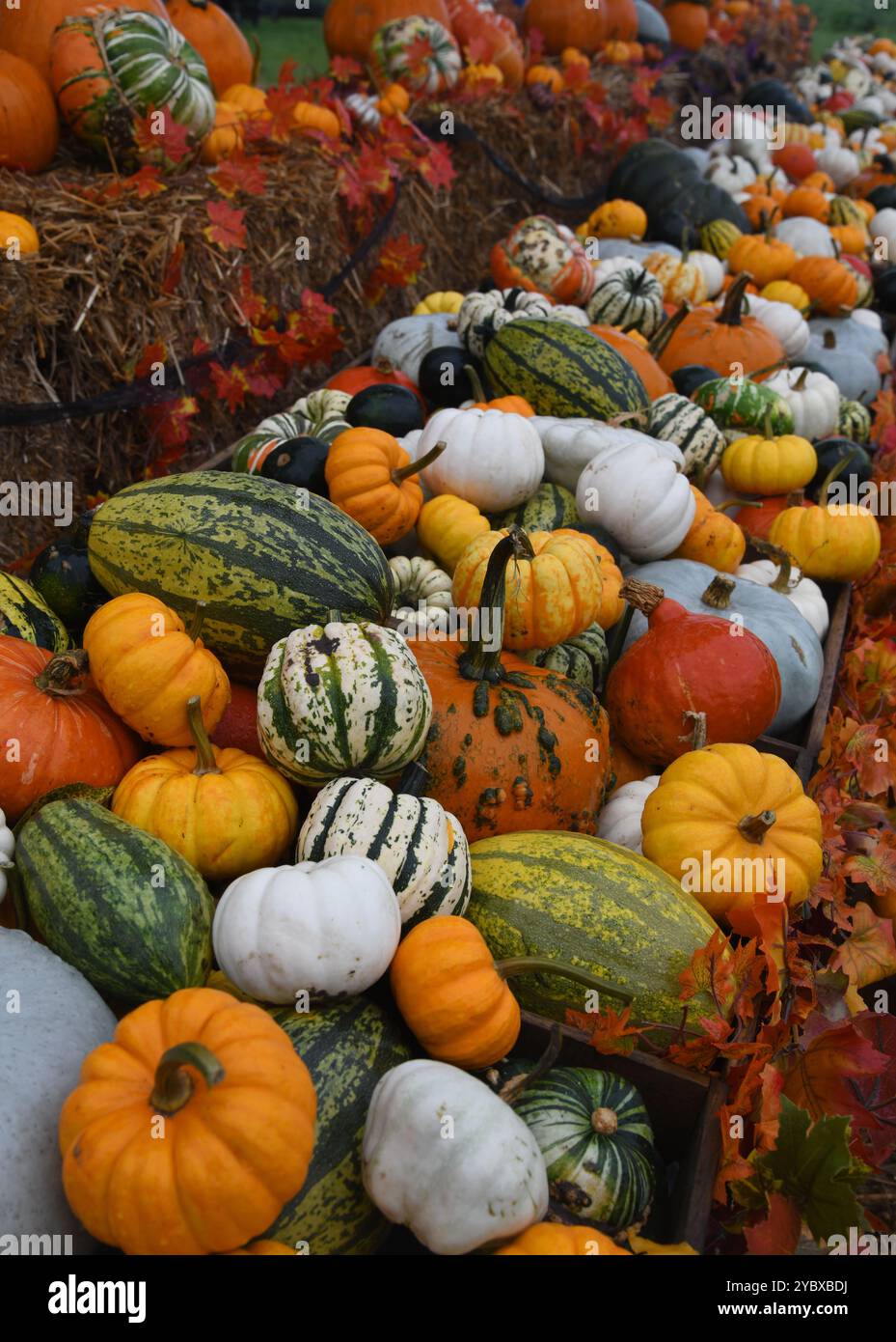 Finding your pumpkin hi-res stock photography and images - Alamy