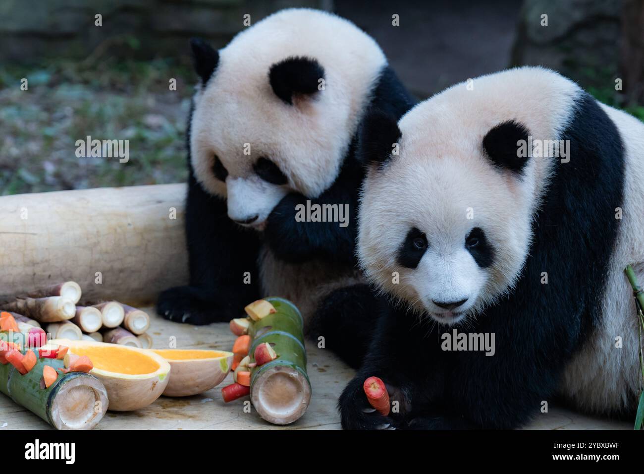 CHONGQING, CHINA - OCTOBER 20, 2024 - Giant pandas "Yu Ke" and "Yu Ai ...