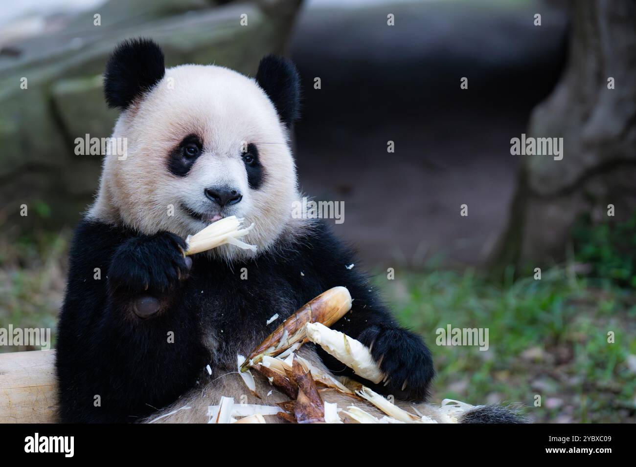 CHONGQING, CHINA - OCTOBER 20, 2024 - Giant pandas "Yu Ai" has a meal ...