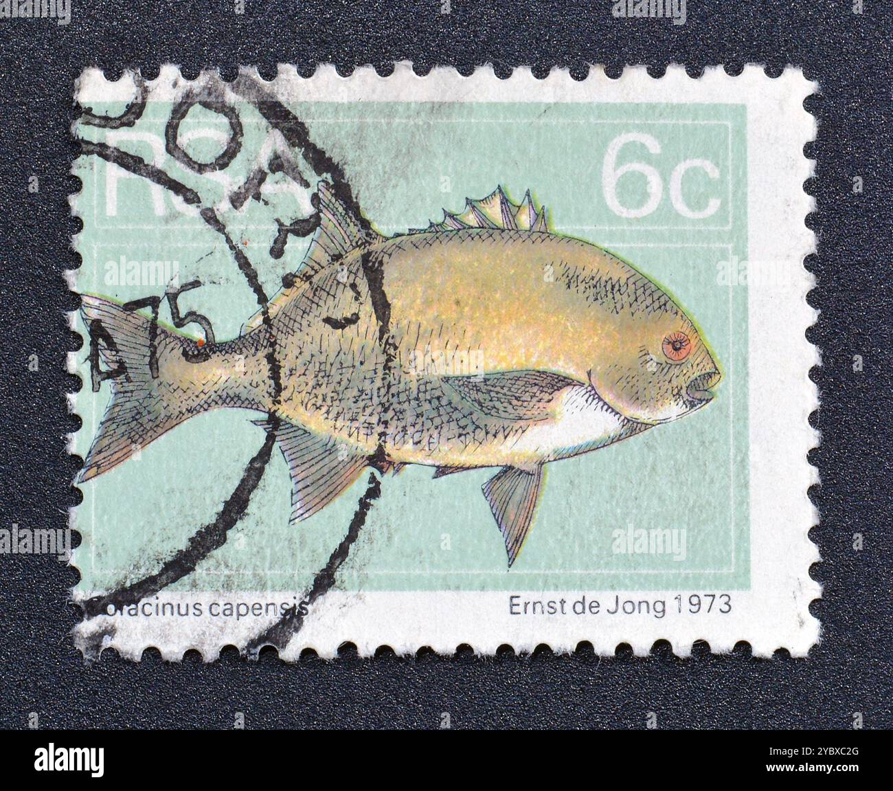 Galjoen fish hi-res stock photography and images - Alamy