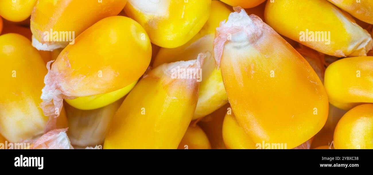 yellow corn kernels with visible details. Background or texture Stock ...