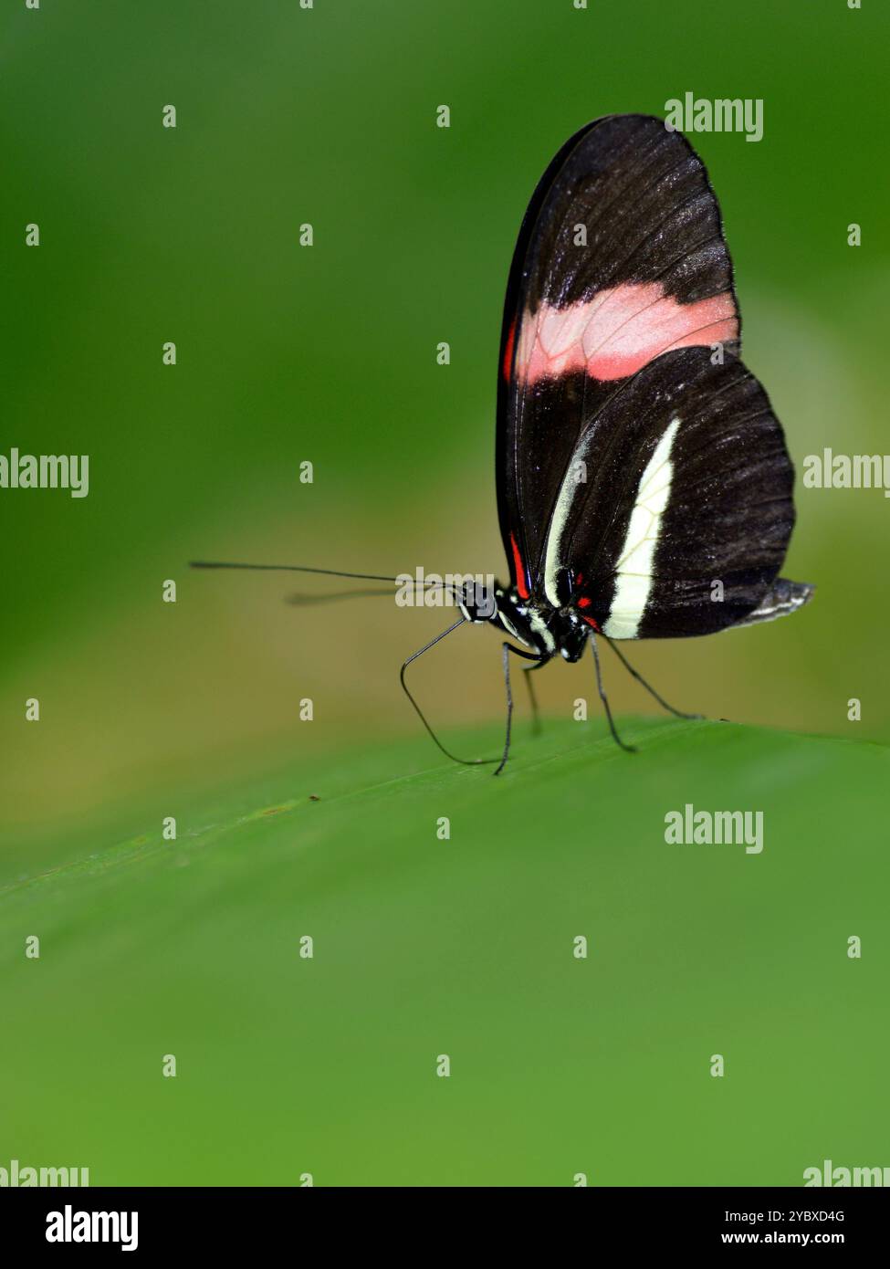 Postman butterfly heliconius melpomene hi-res stock photography and ...