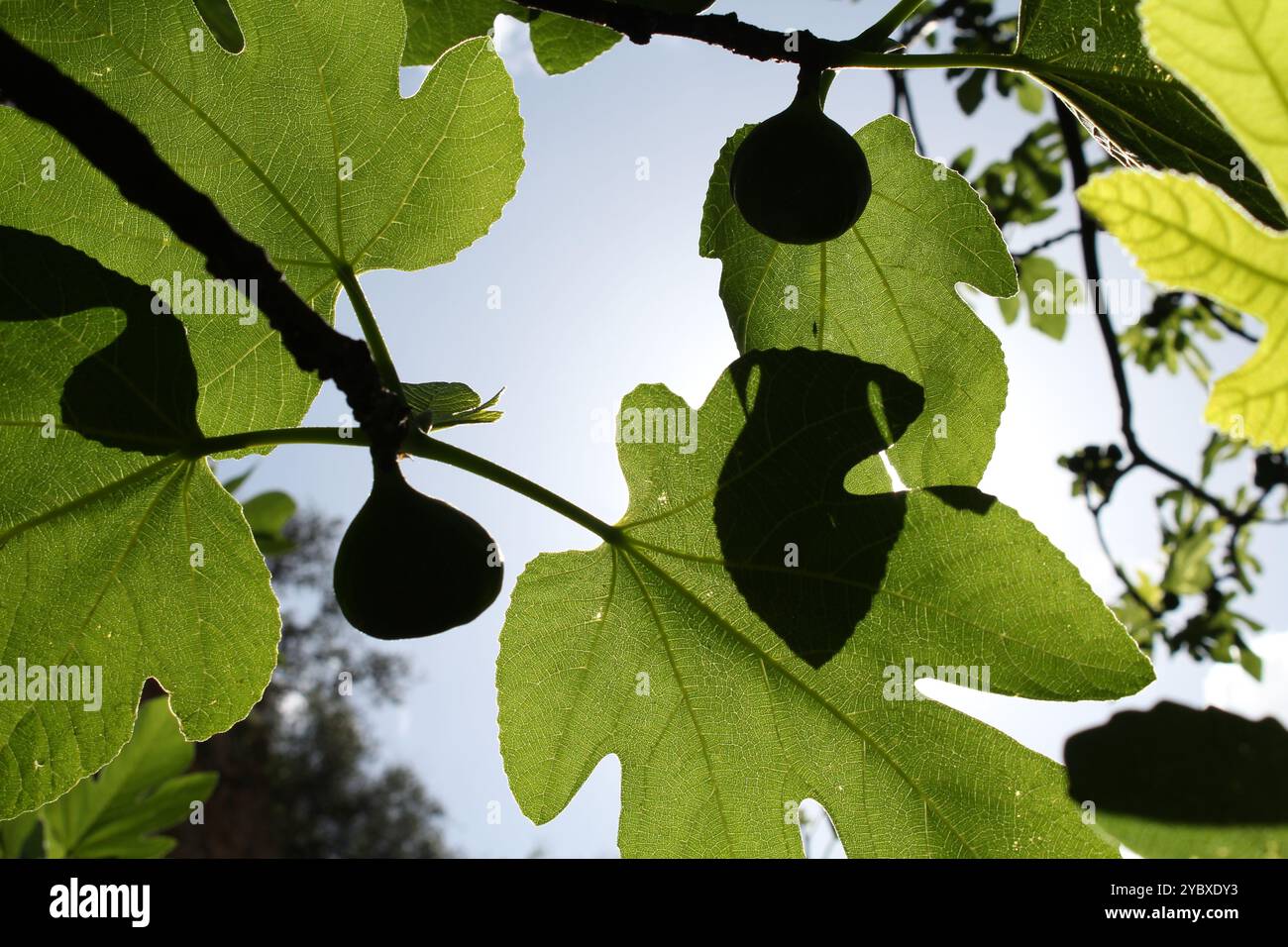 Fig Tree Leaves Shadows and Light Stock Photo - Alamy