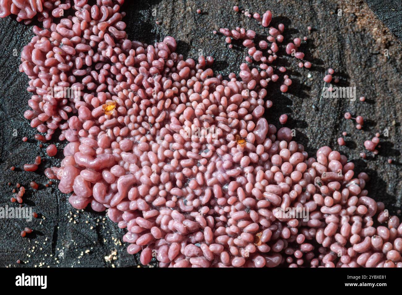 Purple jellydisc fungus (Ascocoryne sarcoides) growing on dead tree ...