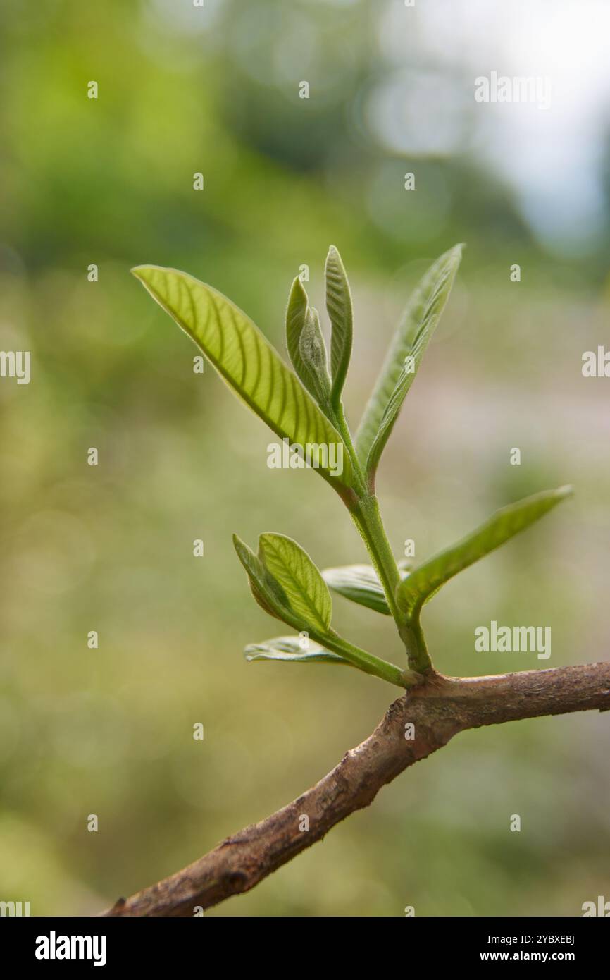 close-up of young guava plant stem or shoot grows from tree branch ...