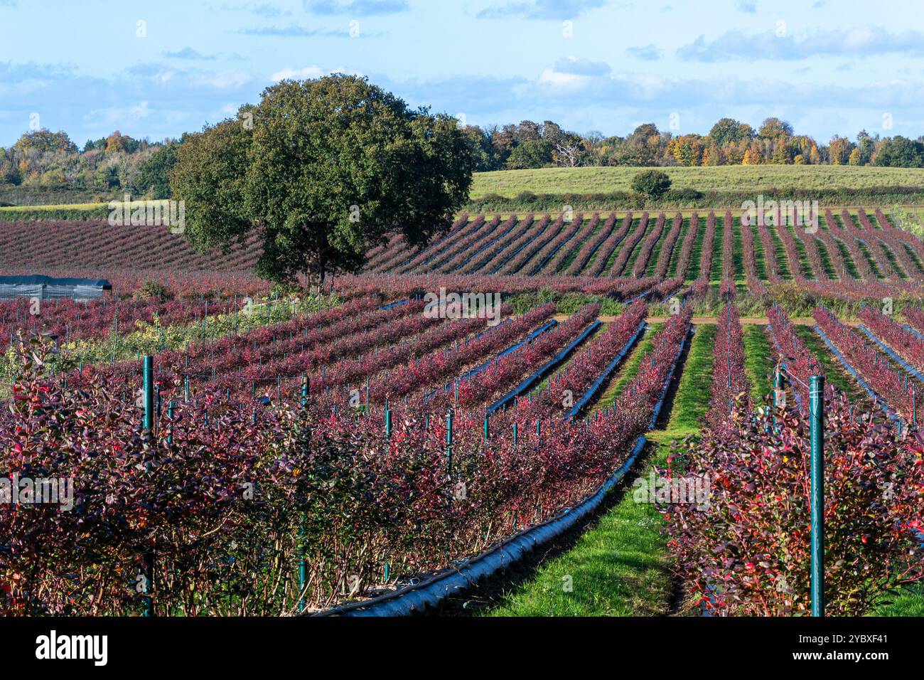 Organic blueberry fields or farm in autumn, blueberry fruit bushes with ...