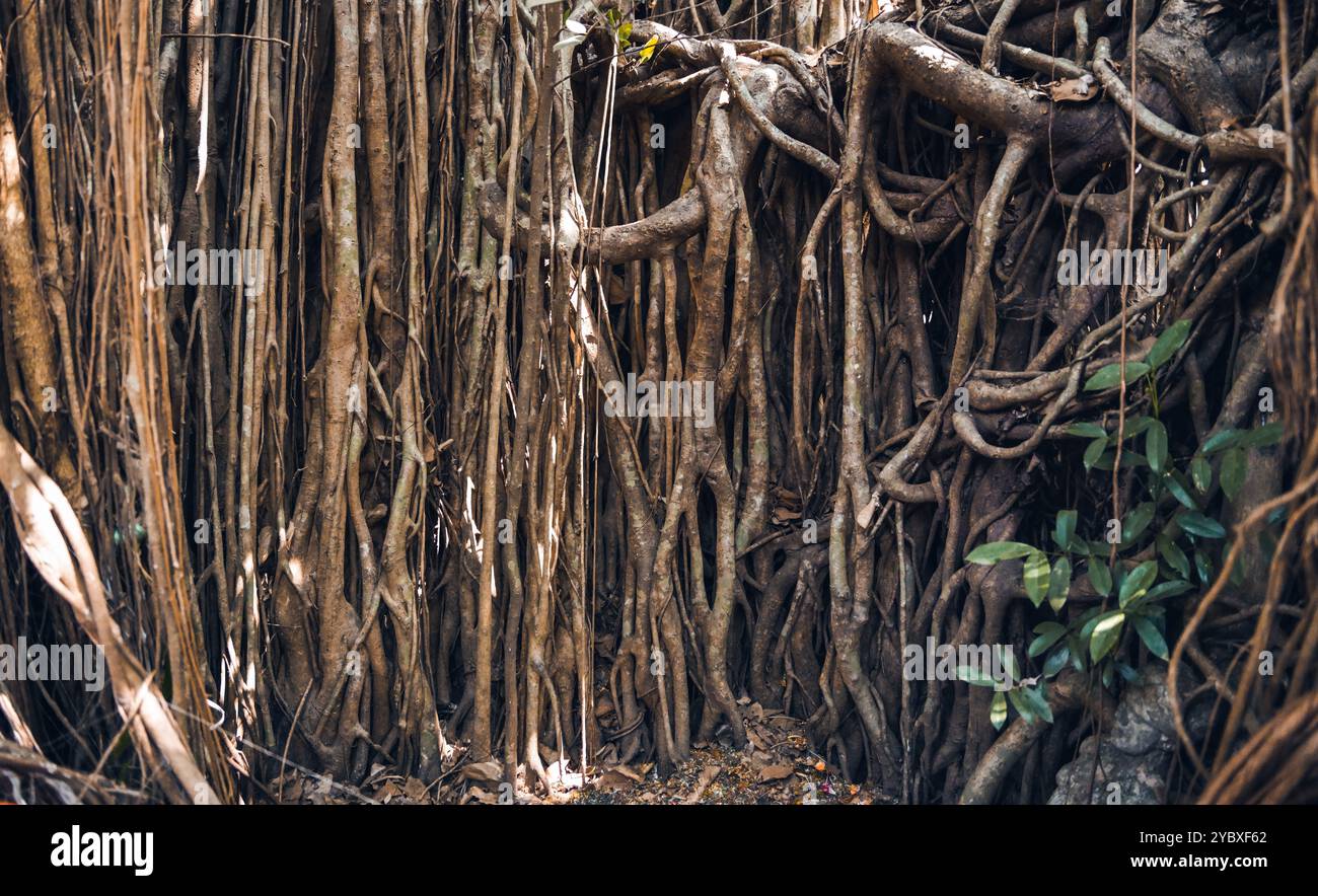 Dense branches of the Banyan tree Stock Photo - Alamy