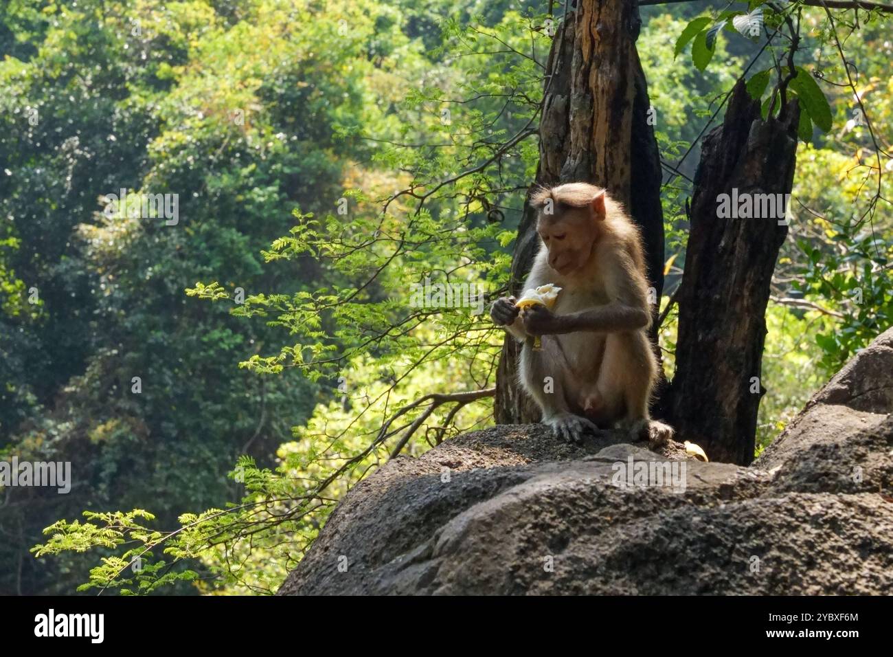 Monkey in tropical jungle hi-res stock photography and images - Alamy