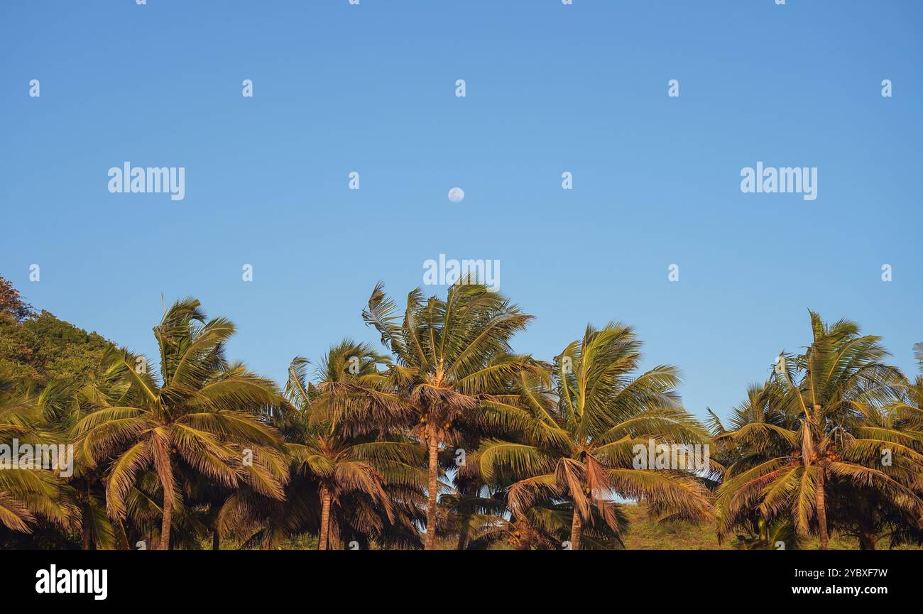 Palm tree tops against the sky with the moon Stock Photo - Alamy
