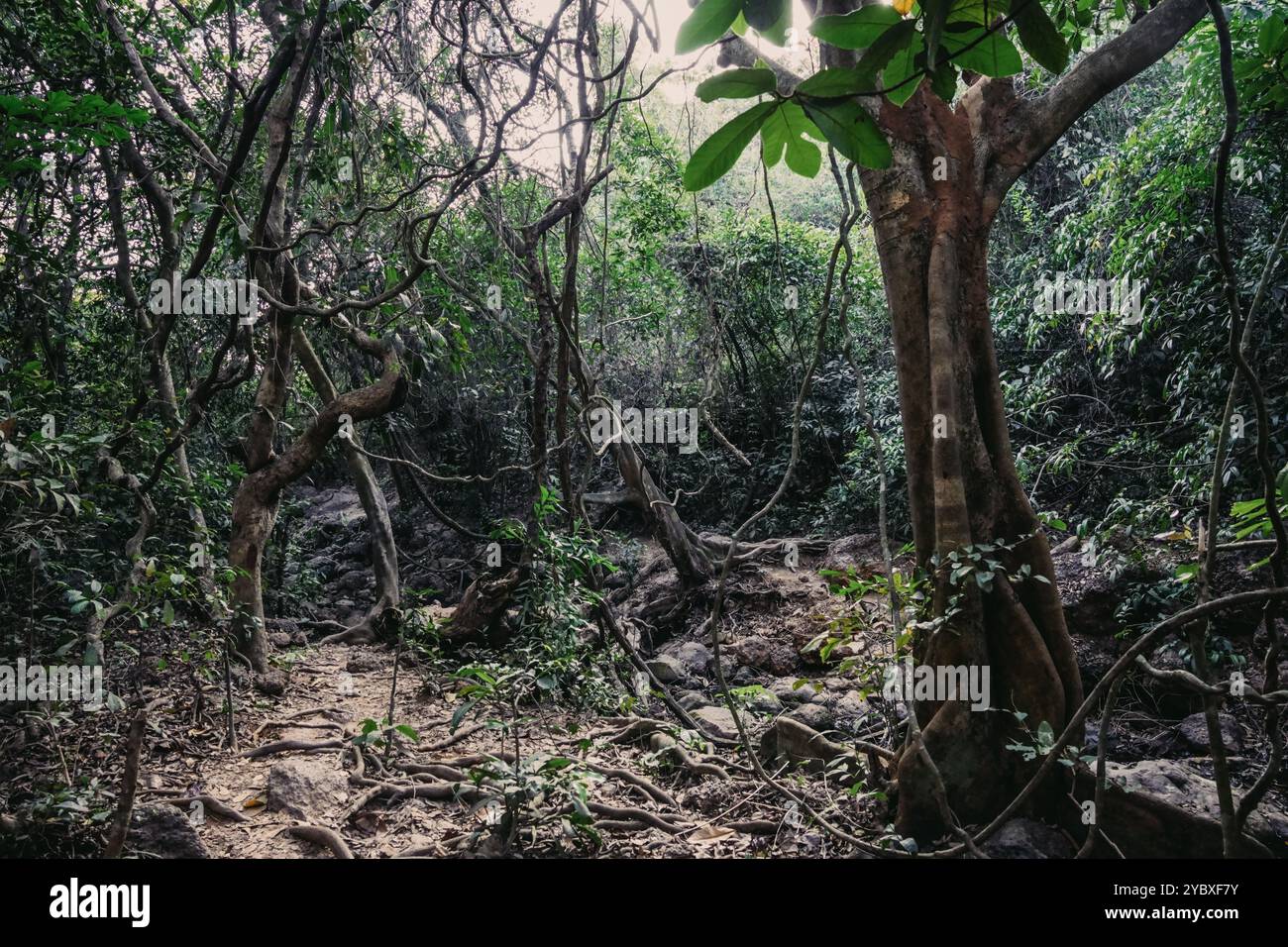 Crowded trunks hi-res stock photography and images - Alamy
