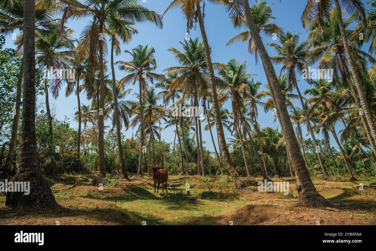 A cow tied with a rope between rows of palm trees Stock Photo - Alamy