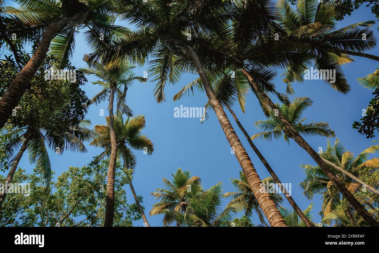 Coconut tree tops hi-res stock photography and images - Alamy