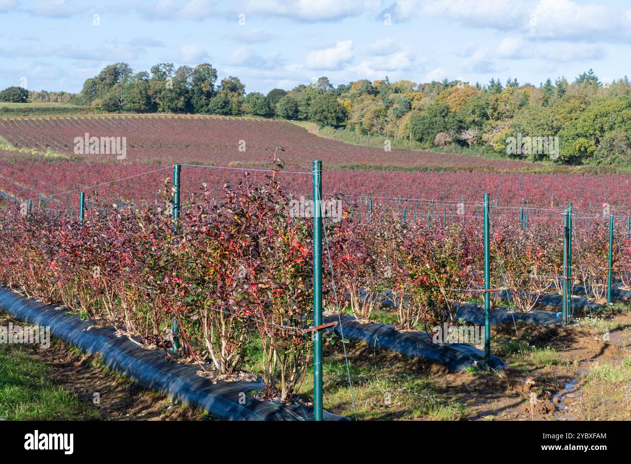 Organic blueberry fields or farm in autumn, blueberry fruit bushes with ...